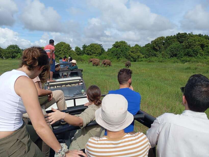 From Sigiriya/Habarana: Minneriya National Park Safari - Transport, Timing, and Group Size