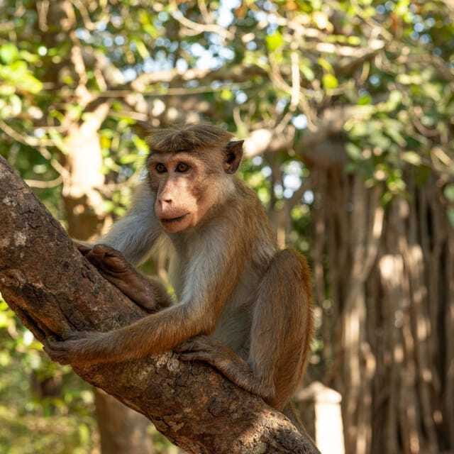 From Sigiriya : Hurulu Eco Park Safari : All Inclusive - The Sum Up