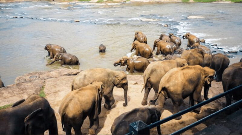 From Sigiriya: Kandy Trip with Elephant Orphanage Pinnawala - Key Points