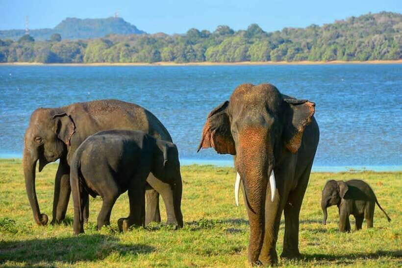 From Sigiriya : Kaudulla National Park Elephant Jeep Safari - The Experience: What to Expect on Your Safari