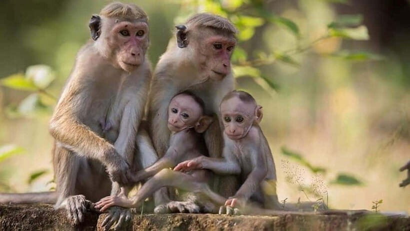 From Sigiriya : Kaudulla National Park Elephant Jeep Safari - The Sum Up: Why It’s Worth Your Time