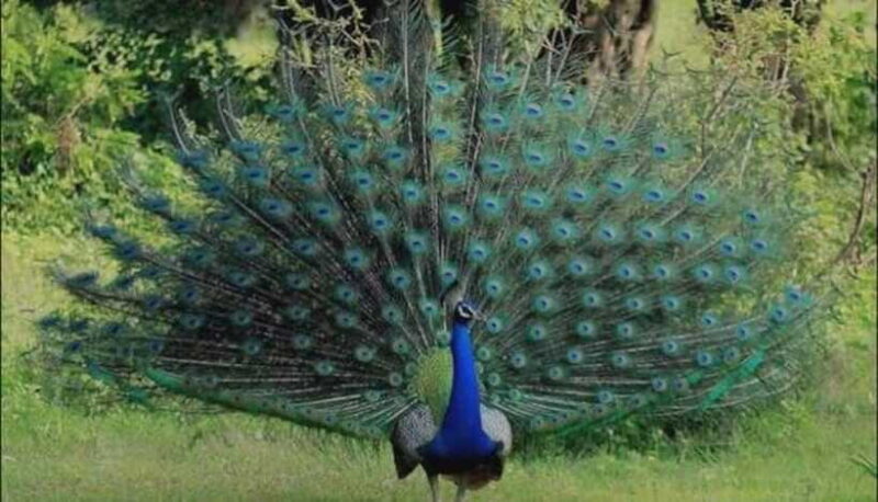 From Sigiriya : Kaudulla National Park Elephant Safari - The Sum Up: The Value of a Wildlife Encounter