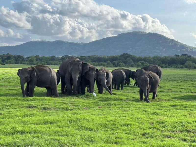 From Sigiriya: Kaudulla National Park Half-Day Jeep Safari - Deep Dive into the Experience