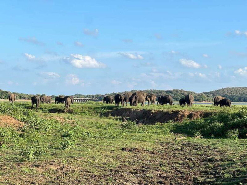 From Sigiriya: Kaudulla National Park Half-Day Jeep Safari - Final Thoughts: Is It Worth It?