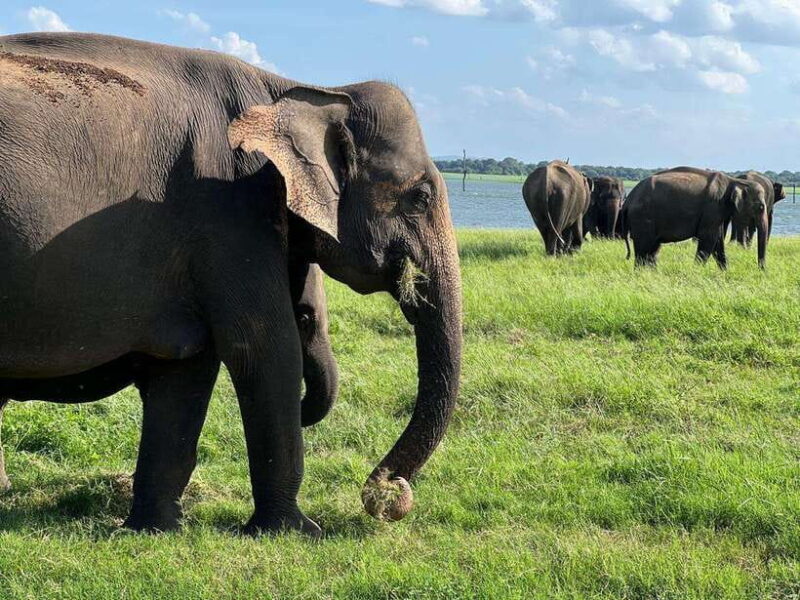 From Sigiriya: Kaudulla National Park Half-Day Jeep Safari - FAQ