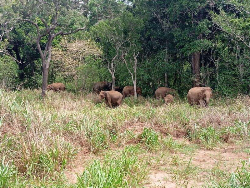 From Sigiriya: Minneriya National Park Half-Day Jeep Safari - What Real Travelers Say