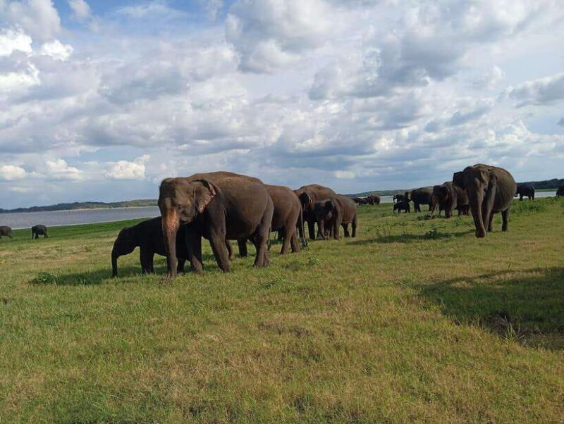 From Sigiriya: Minneriya National Park Half-Day Jeep Safari - Final Thoughts