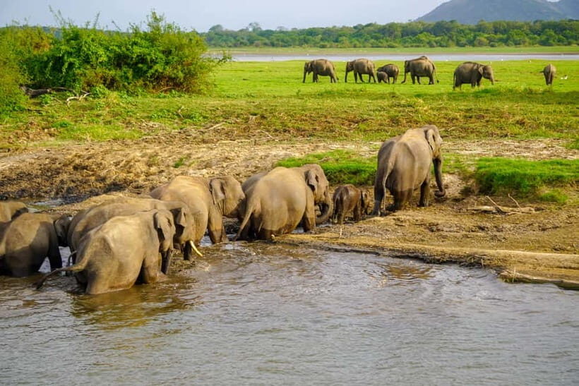 From Sigiriya: Minneriya National Park Half Day Safari - Exploring Minneriya National Park: What’s Included and How It Works