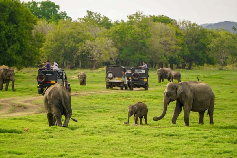 From Sigiriya: Minneriya National Park Half Day Safari - Beyond Elephants: The Rich Diversity of Wildlife