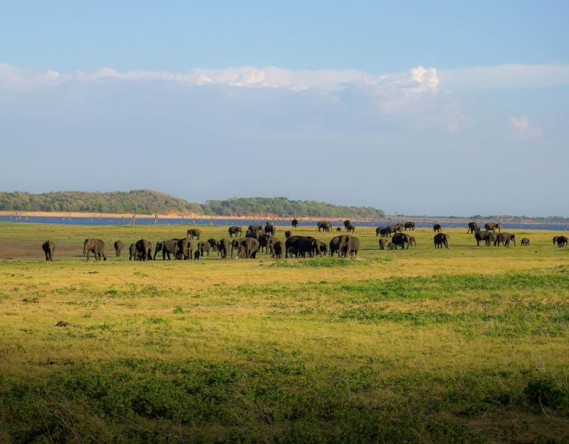 From Sigiriya: Minneriya National Park Half Day Safari - The Practicalities: What to Know Before You Book