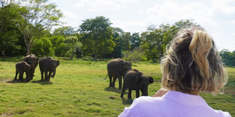 From Sigiriya: Minneriya National Park Half Day Safari - How This Safari Compares to Others