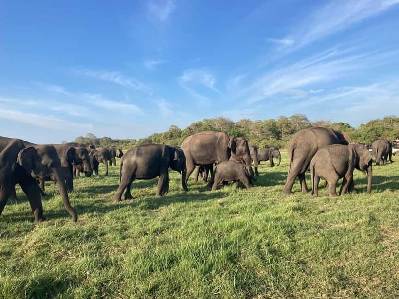 From Sigiriya: Minneriya National Park Private Jeep Safari - An Authentic Look at the Minneriya Safari Experience