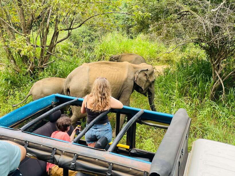 From Sigiriya: Minneriya National Park Private Jeep Safari - The Sum Up