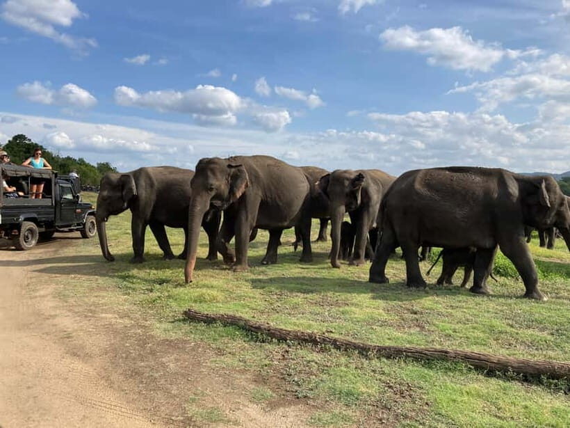 From Sigiriya: Minneriya National Park Private Jeep Safari - FAQ