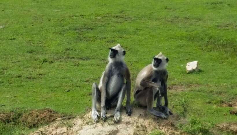 From Sigiriya: Wilpattu National Park Private Jeep Safari - Key Points
