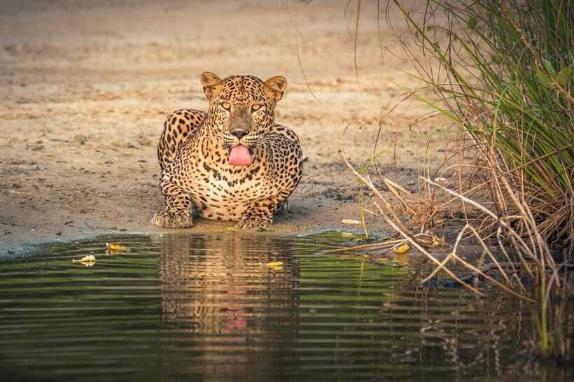 From Sigiriya: Wilpattu National Park Private Jeep Safari - Why This Tour is Worth Considering