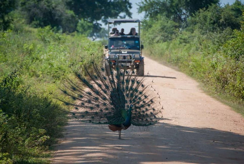 From Sigiriya: Wilpattu National Park Private Jeep Safari - FAQ