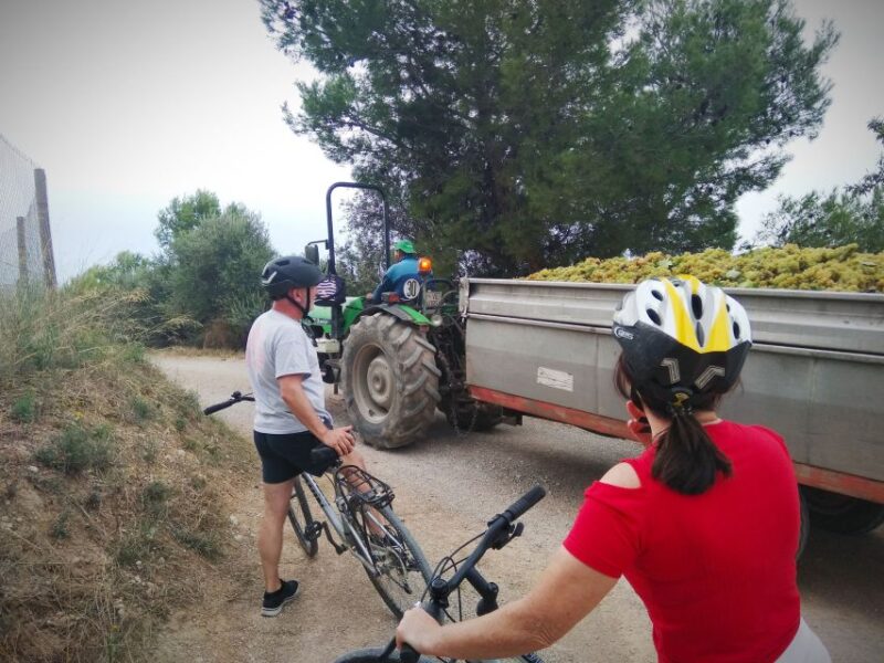 From Sitges: Cycling Tour with Winery visit and Tasting - Who Will Love This Tour?