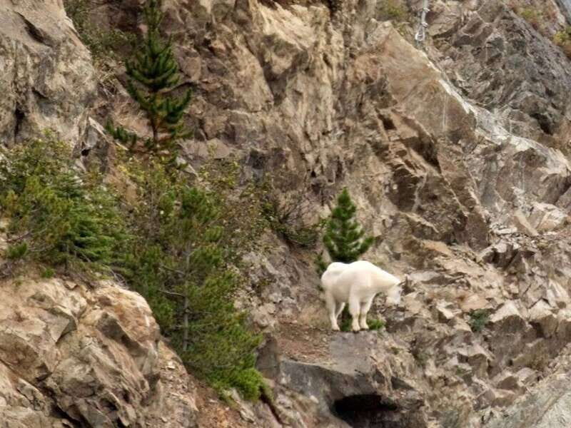 From Skagway: White Pass and Yukon Suspension Bridge Tour - An honest look at the value