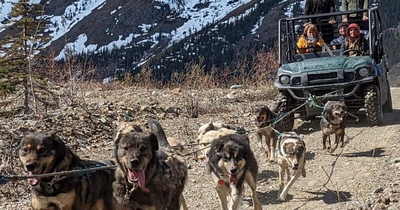 From Skagway: Yukon Sled Dog Mushing & White Pass Combo - An In-Depth Look at the Experience