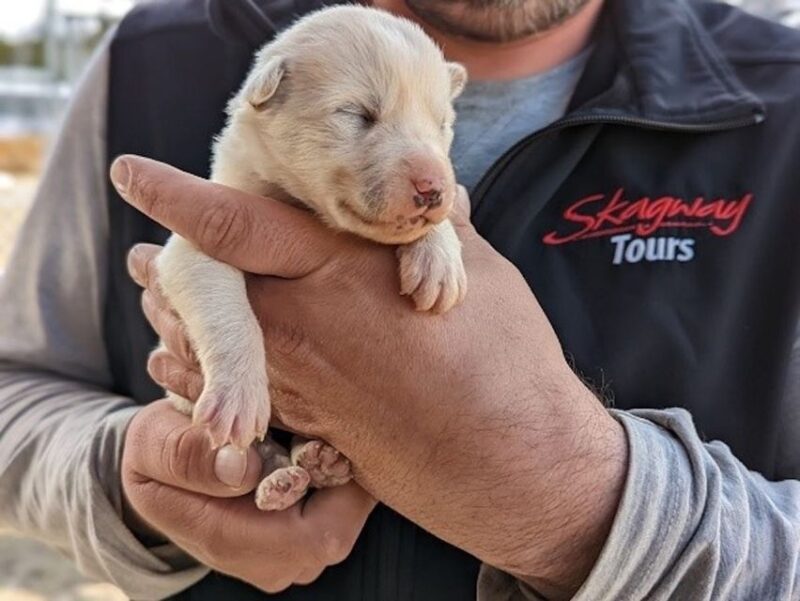 From Skagway: Yukon Sled Dog Mushing & White Pass Combo - Key Points