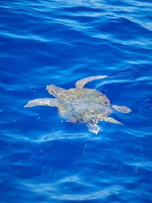From Sorrento: Capri Boat Tour with Blue Grotto Visit - What the Reviews Say