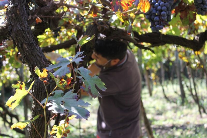 From Sorrento: Full-Day Pompeii & Wine Tasting Tour - Key Points