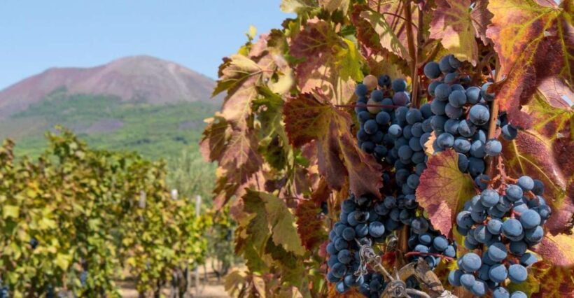 From Sorrento: Herculaneum Guided Tour with easy Lunch - The Scenic Vineyard Lunch