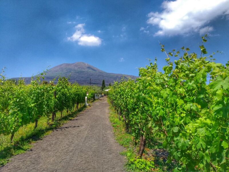 From Sorrento: Mount Vesuvius Tour With Lunch & Wine Tasting - Itinerary Highlights
