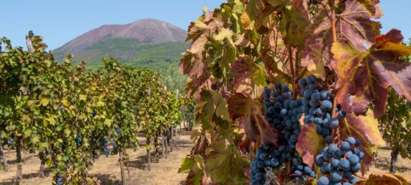 From Sorrento: Mount Vesuvius Tour With Lunch & Wine Tasting - Scenic Drive Along Sorrento Peninsula