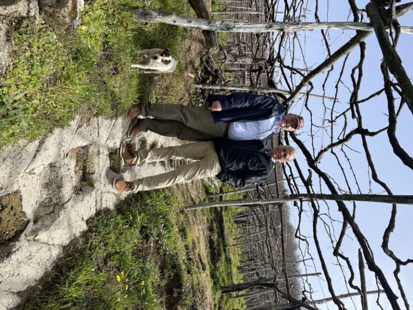 From Sorrento: Pompeii & Wine Tasting Private Tour by car - Practicalities and Value