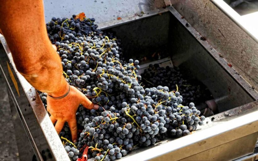 From Sorrento: Winery Tour, Tasting & Lunch - Who Should Consider This Tour?