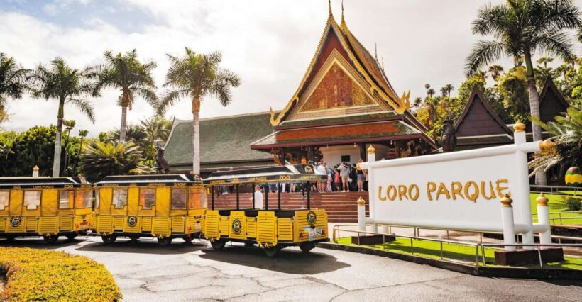 From South Tenerife: Loro Park Zoo Ticket & Hotel Transfers - A Practical Breakdown of the Tour Experience