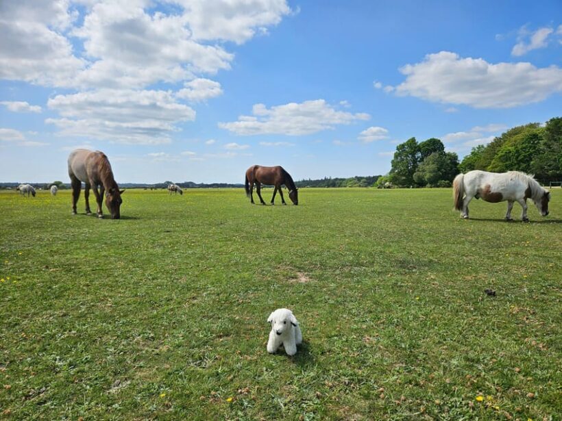From Southampton: New Forest and Salisbury Private Tour - Final Thoughts