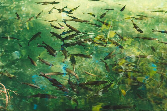 From Split: Krka Waterfalls Tour, Boat Cruise & Swimming - Practical Tips to Maximize Your Visit