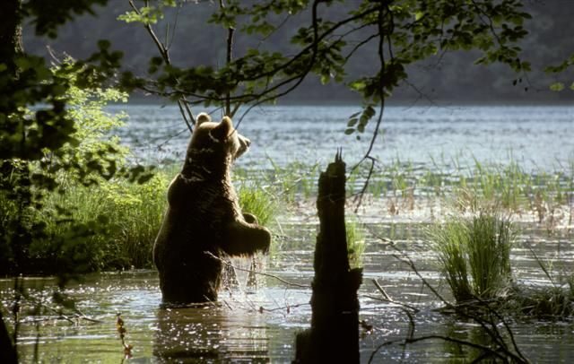 From Split or Trogir: Plitvice Lakes Private Tour - FAQs