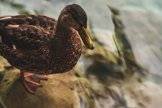 From Split: Self-Guided Plitvice Lakes Day Tour With Boat Ride - Transportation and Logistics