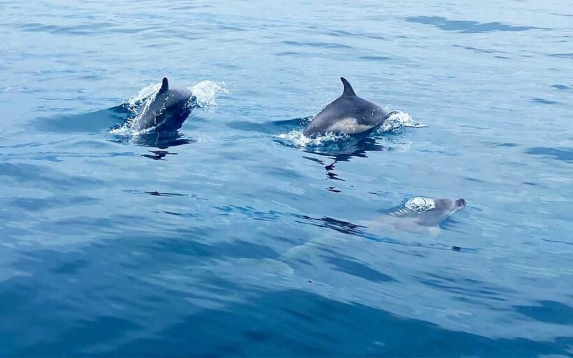 From Split:Private boat tour:Trogir, Blue Lagoon & Shipwreck - The Value of This Private Tour