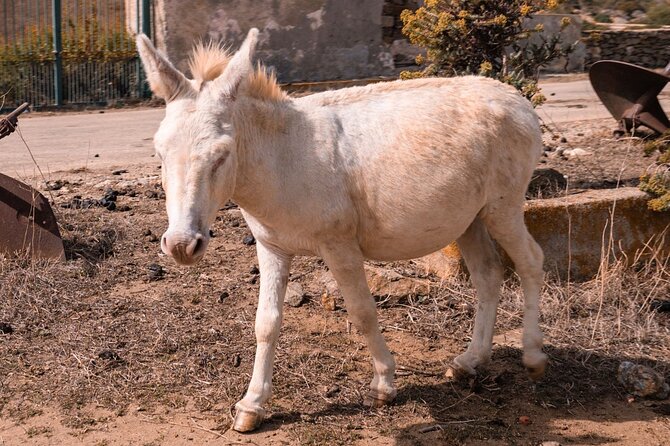 From Stintino: minivan tour of Asinara - Final Thoughts