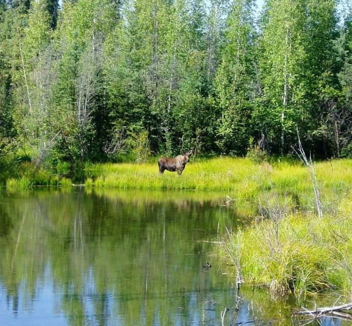 From Stockholm: Moose & Wildlife Safari with Campfire Dinner - The Food and Beverages