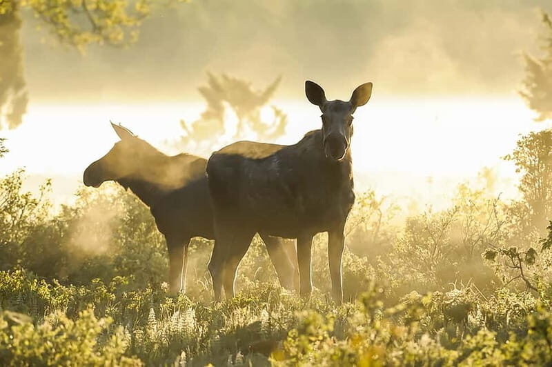 From Stockholm: Moose & Wildlife Safari with Campfire Dinner - Pricing and Value