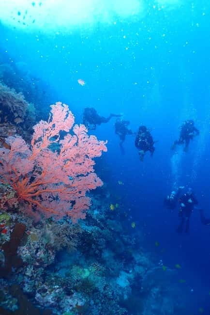 From Surabaya: Banyuwangi 2-day Diving Tour - The Experience Provider: PT. CIMARA ADVENTURE INDONESIA