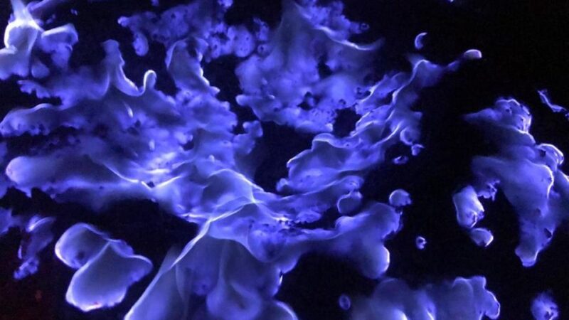 From Surabaya or Malang: Tumpak sewu, Mount Bromo, Ijen 3D2N - Final Thoughts