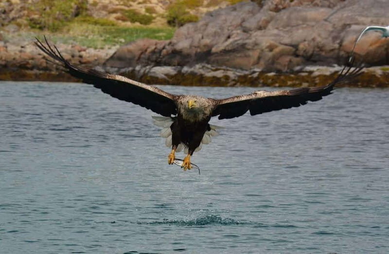 From Svolvær: Lofoten RIB Sea Eagle Safari Trollfjord Cruise - Who Would Love This Tour?