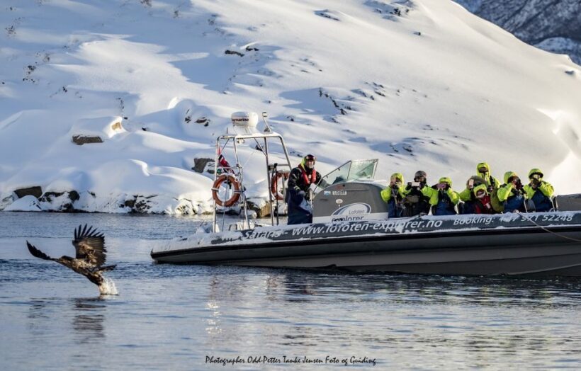 From Svolvaer: Trollfjorden Wildlife RIB Cruise - Who Should Consider This Tour?