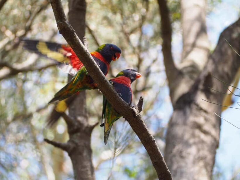 From Sydney: Australian Wildlife Safari with Lunch & Dinner - An Honest Look at the Australian Wildlife Safari from Sydney