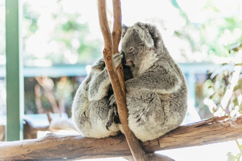 From Sydney: Blue Mountains Full-Day Trip - Final Thoughts: Who Will Enjoy This Tour?