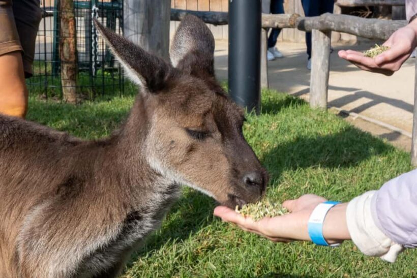 From Sydney: Blue Mountains, Scenic Railway, & Sydney Zoo - Authentic Encounters and Real-World Insights