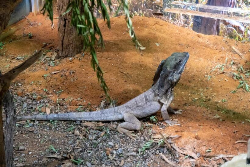 From Sydney: Blue Mountains, Scenic Railway, & Sydney Zoo - The Sum Up