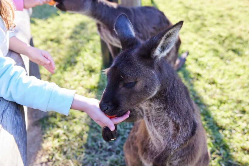 From Sydney: Blue Mountains, Scenic World, Zoo, & Ferry Ride - The Sum Up: Is This Tour Right for You?